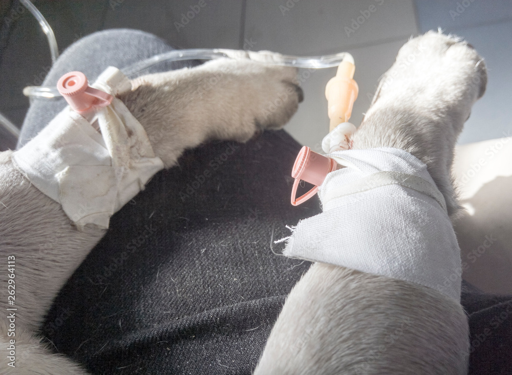 The pug receives intravenous infusion through a peripheral catheter ...
