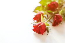 Red Roses Lying On White Table Free Stock Photo - Public Domain Pictures