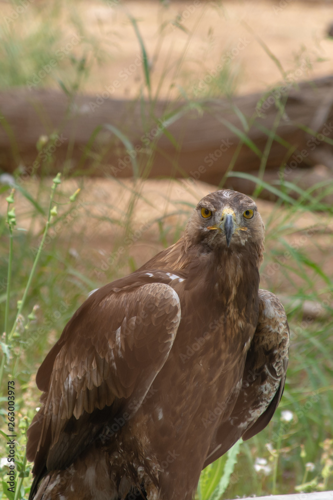 Steppe Eagle (Aquila nipalensis) standing on the ground showing off its ...