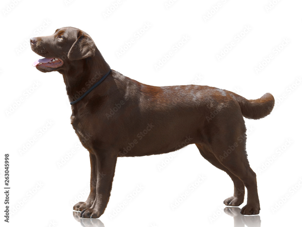 Chocolate color dog Labrador Retriever stand isolated on white ...