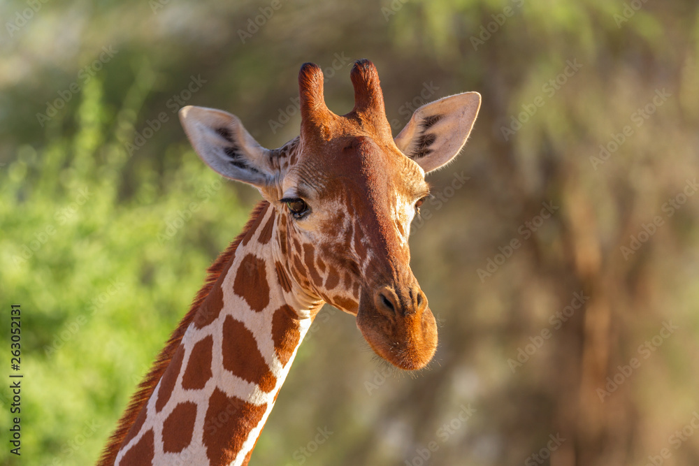 Photo Stock Giraffe face close-up showing texture details and ossicones ...