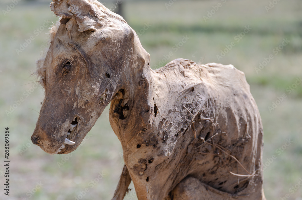 Mummified Dead Coyote Closeup Stock Photo | Adobe Stock