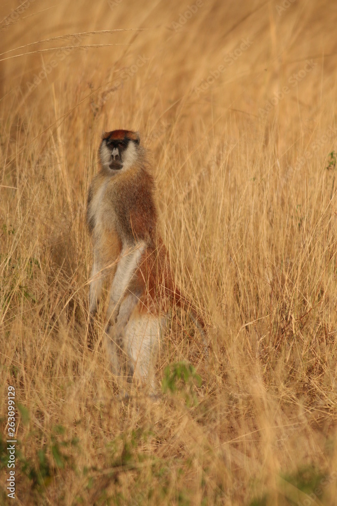 The patas monkey, also known as the wadi monkey or hussar monkey, is ...