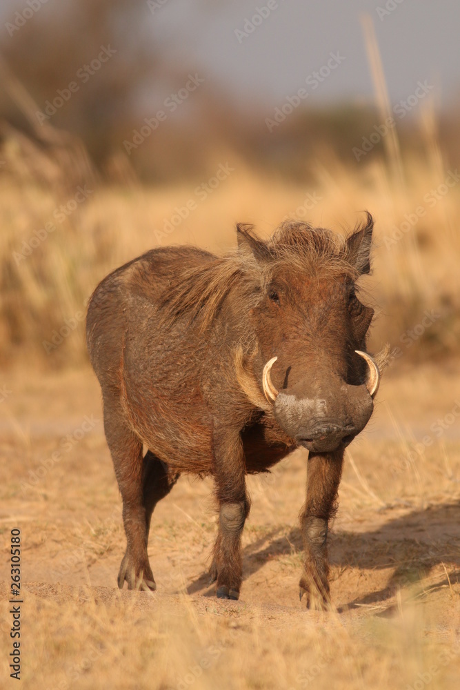 The common warthog, a wild member of the pig family (Suidae) found in ...