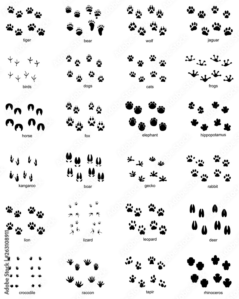 Set of footprints of wild animals on a white background Stock Vector ...