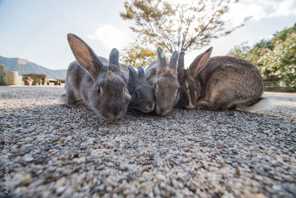 cute wild bunny rabbits in japan's rabbit island, okunoshima Stock ...
