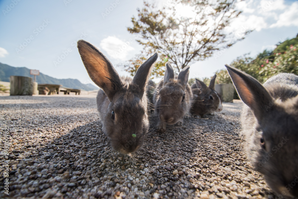 cute wild bunny rabbits in japan's rabbit island, okunoshima Stock ...