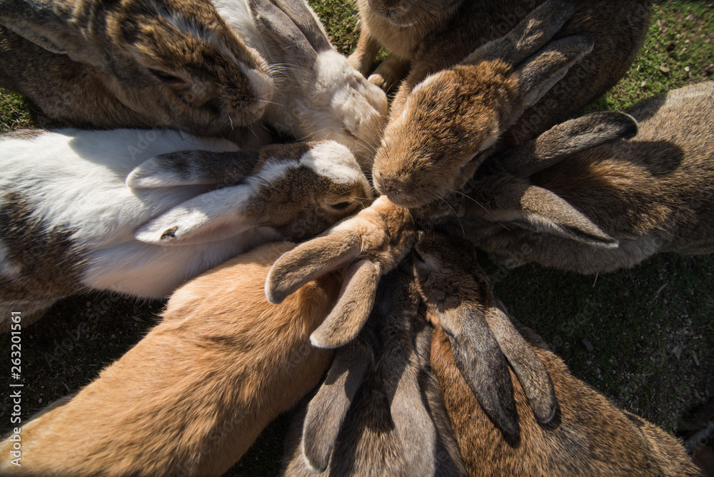 cute wild bunny rabbits in japan's rabbit island, okunoshima Stock ...