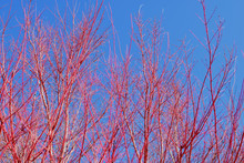 Red Dogwood Free Stock Photo - Public Domain Pictures