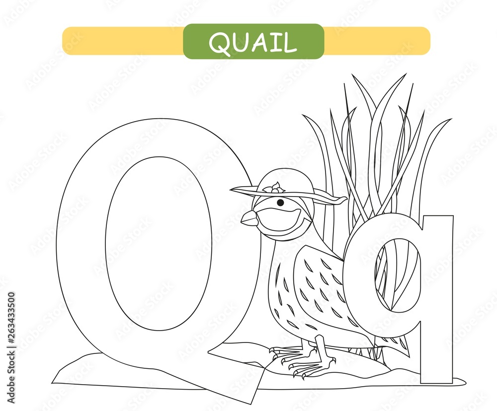 Letter Q and funny cartoon quail. Coloring page. Animals alphabet a-z ...