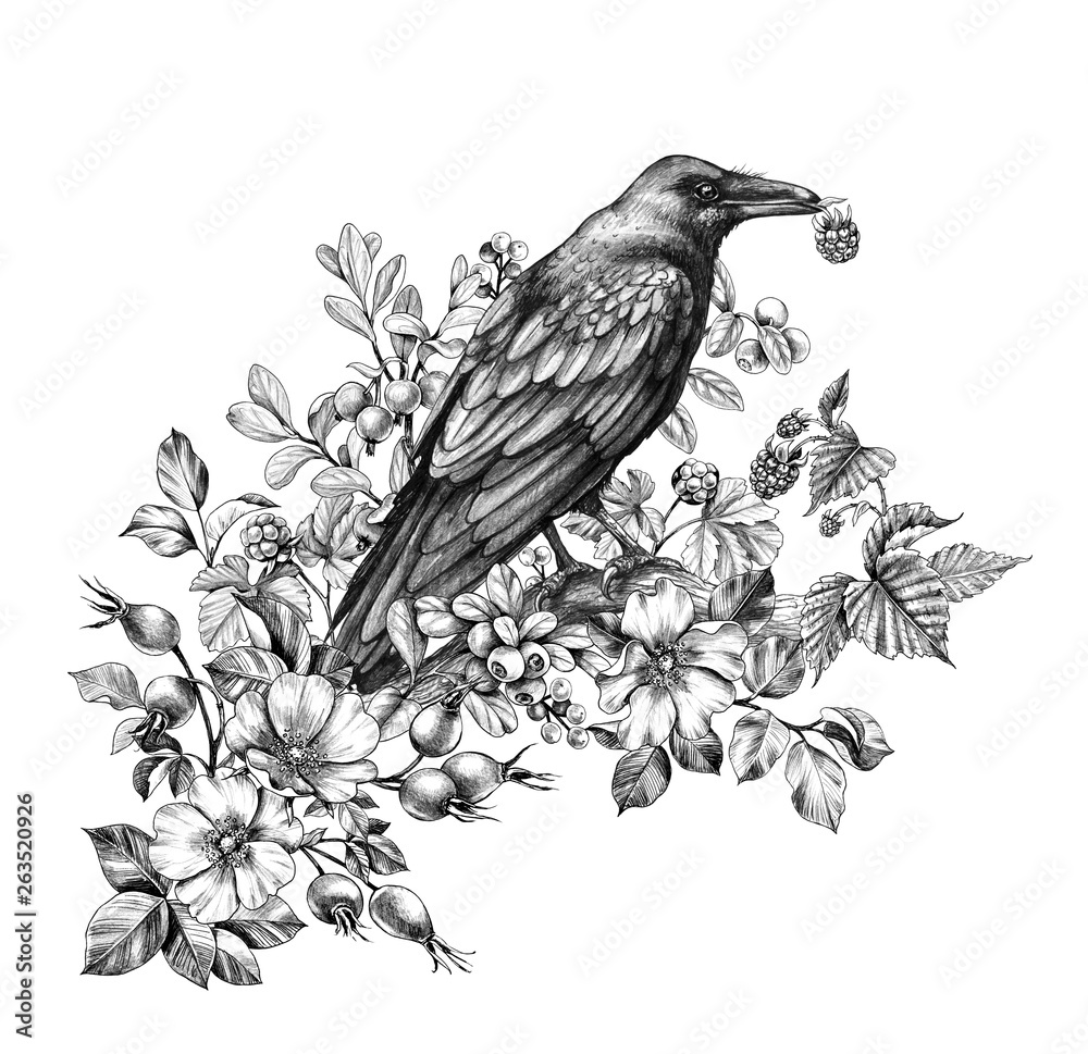 Raven with Raspberry in Beak Pencil Drawing Stock Illustration | Adobe ...
