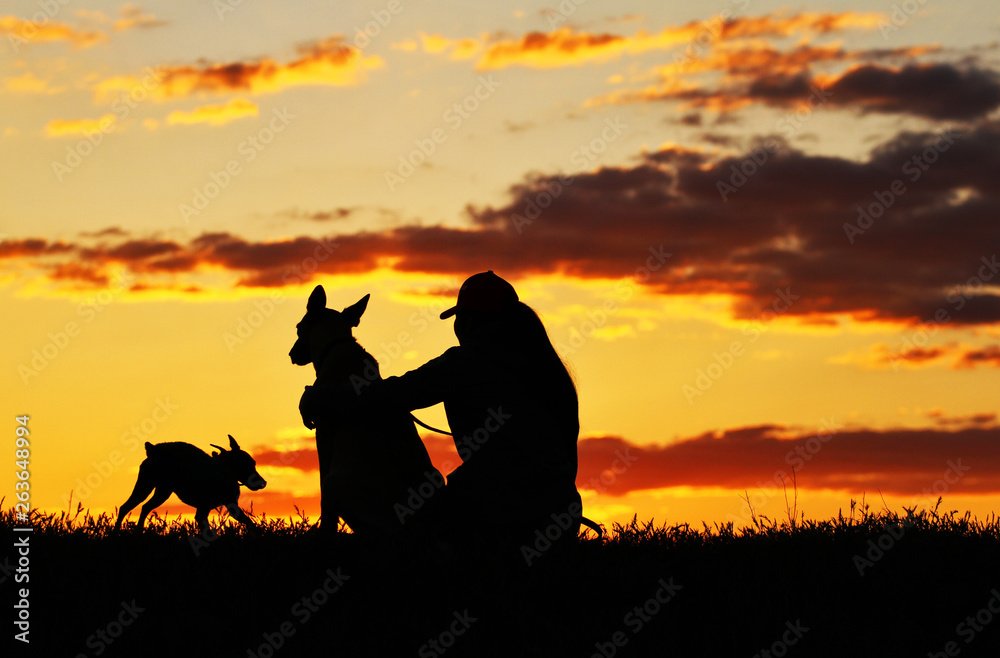 Silhouettes girl and two dogs at sunset, a breed of Belgian Shepherd ...