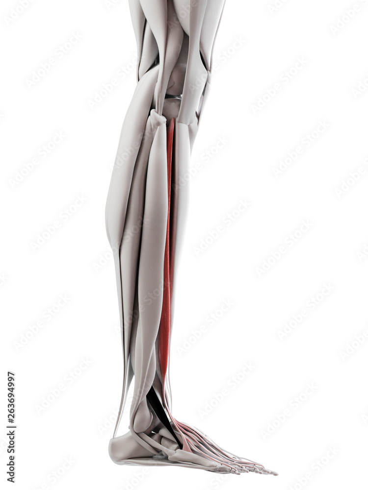3d rendered medically accurate illustration of the extensor digitorum ...