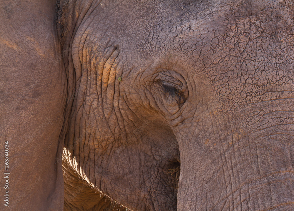 African elephant closeup of face showing wrinkled skin surface details ...