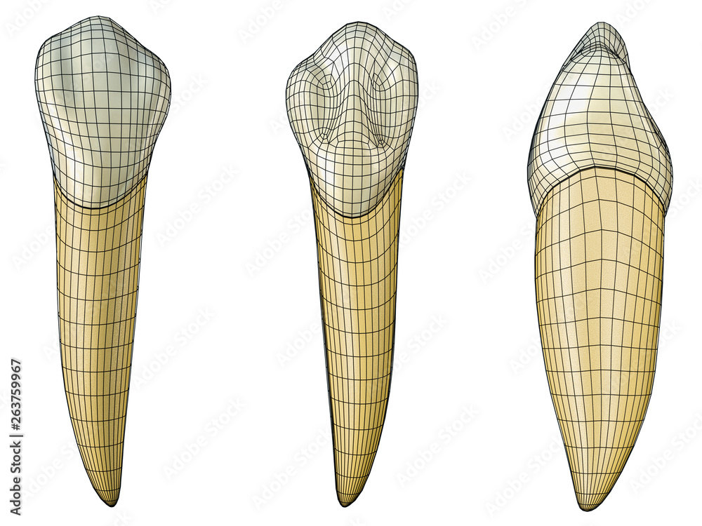 mandibular canine tooth in the vestibular, palatal and lateral views ...