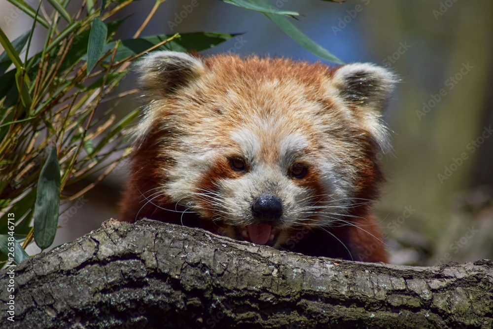 The Red Panda (Ailurus fulgens), also called the Little Panda, is a ...