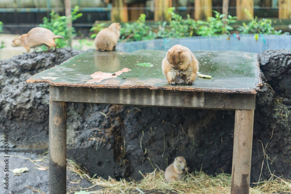 Cute small prairie dogs in Ueno Zoological Gardens in Tokyo, the ...