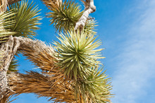 Joshua Tree Yucca Free Stock Photo - Public Domain Pictures