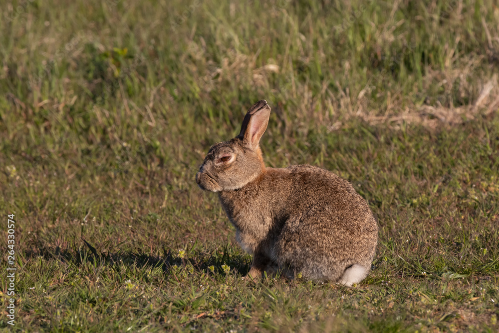 rabbit with myxomatosis, China desease, rhd Stock Photo | Adobe Stock