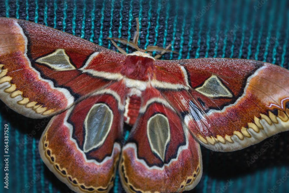 ROTHSCHILDIA moth jacobaeae. giant Argentine moth, Cecropia moths, the ...