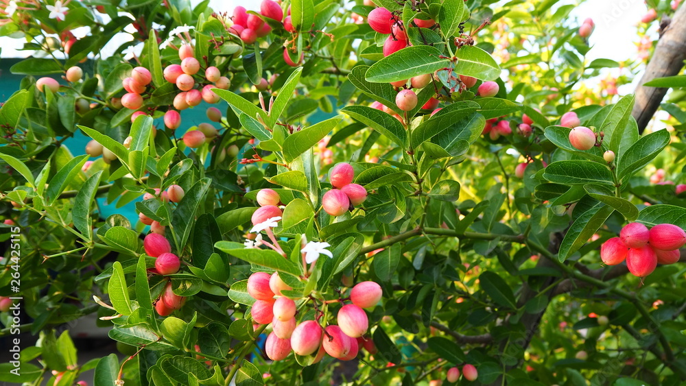 Carissa carandas is a very strong woody shrub with a number of spines ...