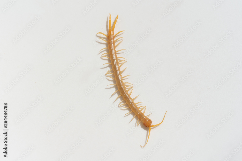 Scolopendra on a white background. Insects in southern Kazakhstan ...