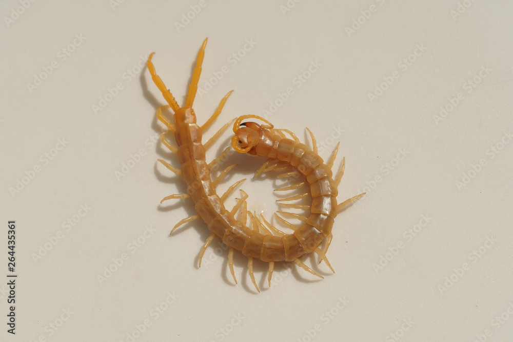 Scolopendra on a white background. Insects in southern Kazakhstan ...