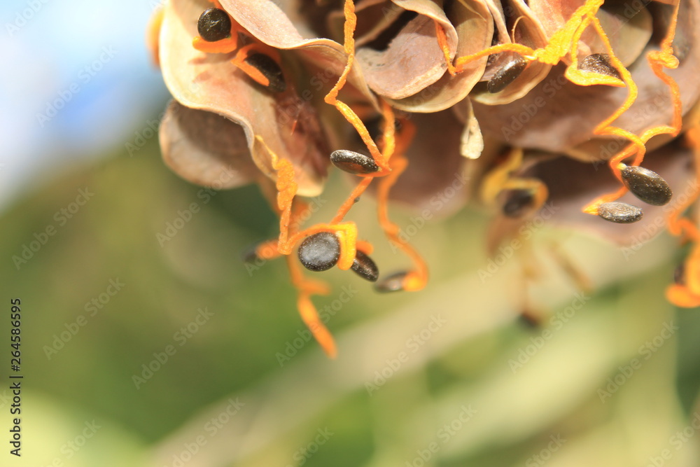 Acacia auriculiformis fruit and seeds,commonly known as auri, earleaf ...