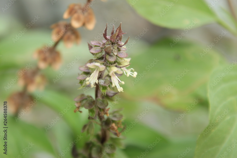 African Blue Basil (Ocimum kilimandscharicum, basilicum 'Dark Opal ...