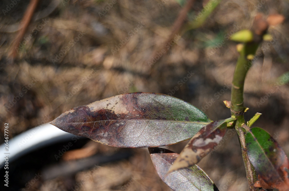 Leaves of rhododendron damaged by Fusarium oxysporum or Phytophthora ...