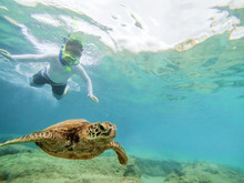 Turtle Watching Free Stock Photo - Public Domain Pictures