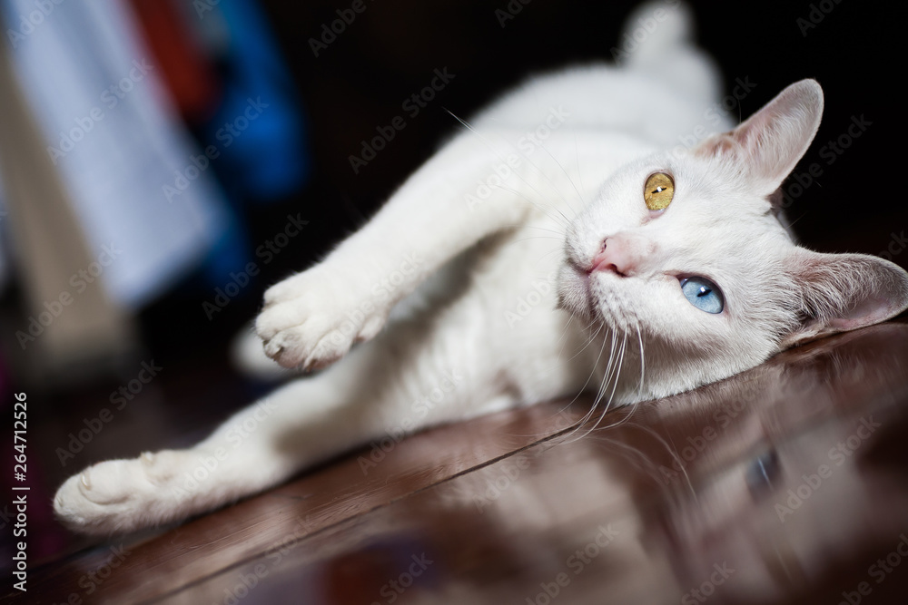 Pure White Cat with odd eyes , Khao Manee cat, Diamond Eye cat , This ...