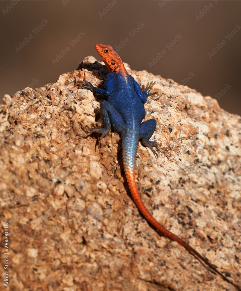 Orange and blue colored lizard, Namibian rock agama, Agama planiceps ...