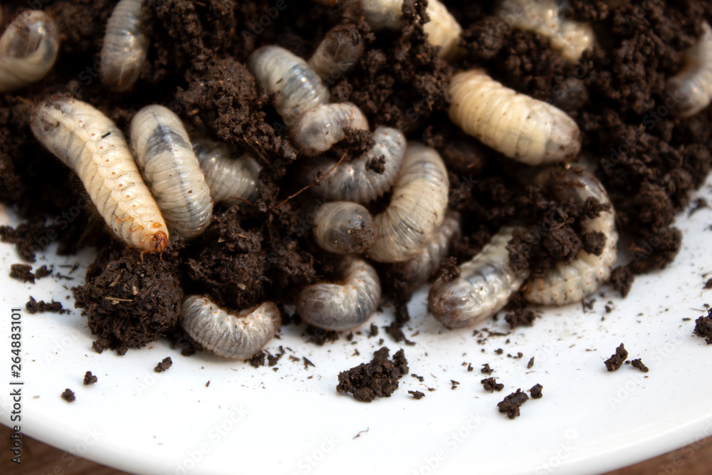 beetle lavas in soil. group of larvas in soil . fat insect larvae 素材庫相片 ...