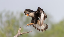 Crested Caracara Hawk Free Stock Photo - Public Domain Pictures