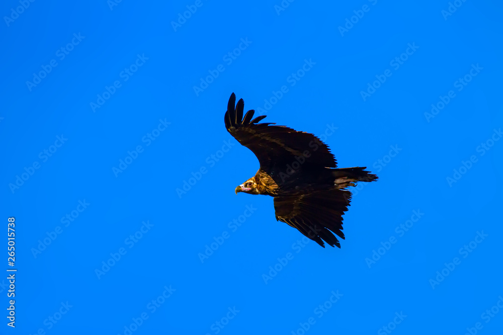 Flying big bird Vulture. Blue sky background. Cinereous Vulture ...