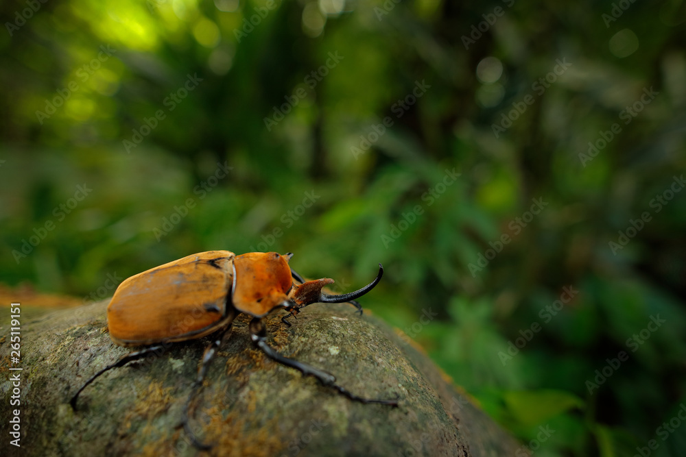 Rhinoceros elephant beetle, Megasoma elephas, very big insect from rain ...