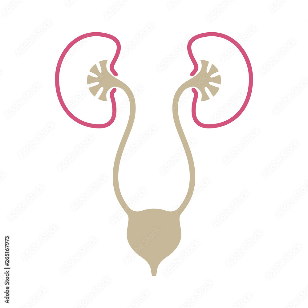 Urinary system graphic icon. Human organs: kidneys, ureters and bladder ...