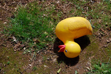 Abandoned Rubber Duck Free Stock Photo - Public Domain Pictures