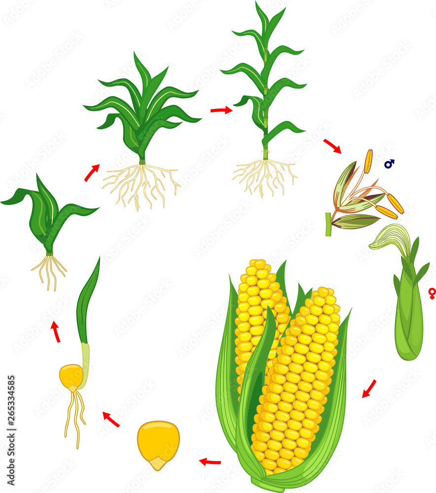 Life cycle of corn (maize) plant. Growth stages from seed to plant and ...
