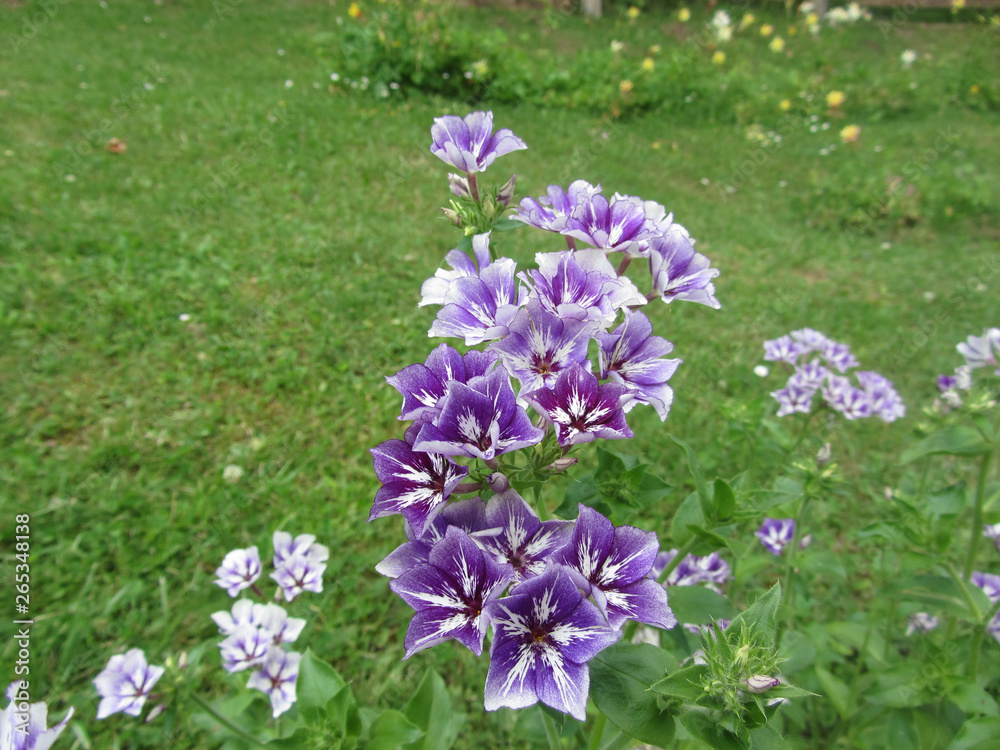 Phlox drummondii Sugar Stars . Types of flowers that bloom with a ...