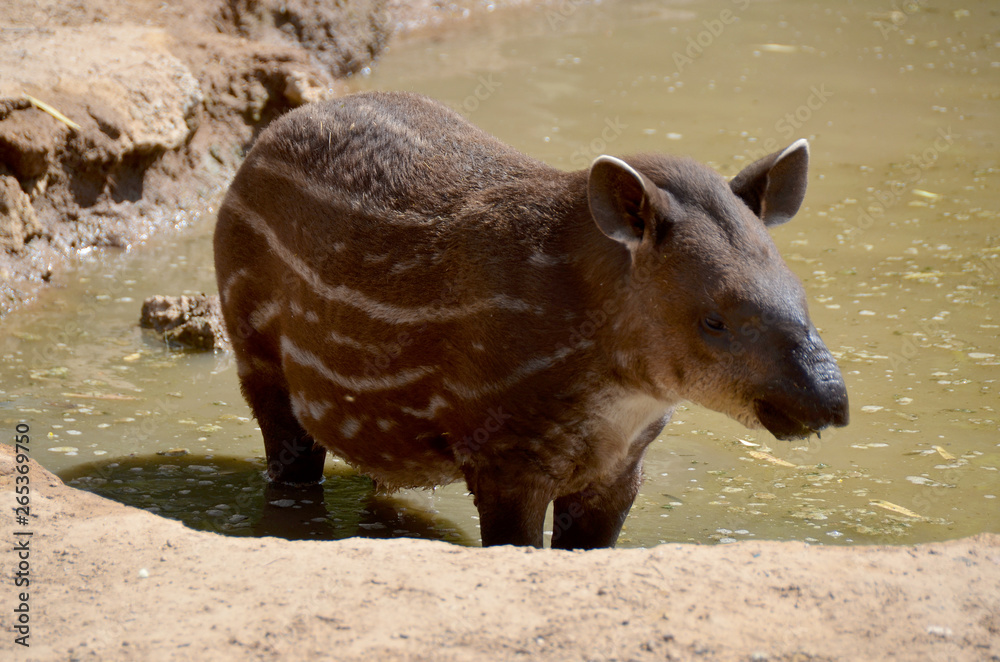 The South American tapir, Brazilian tapi, lowland tapir or anta, is one ...