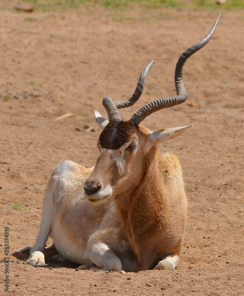 addax (Addax nasomaculatus), also known as the white antelope and the ...