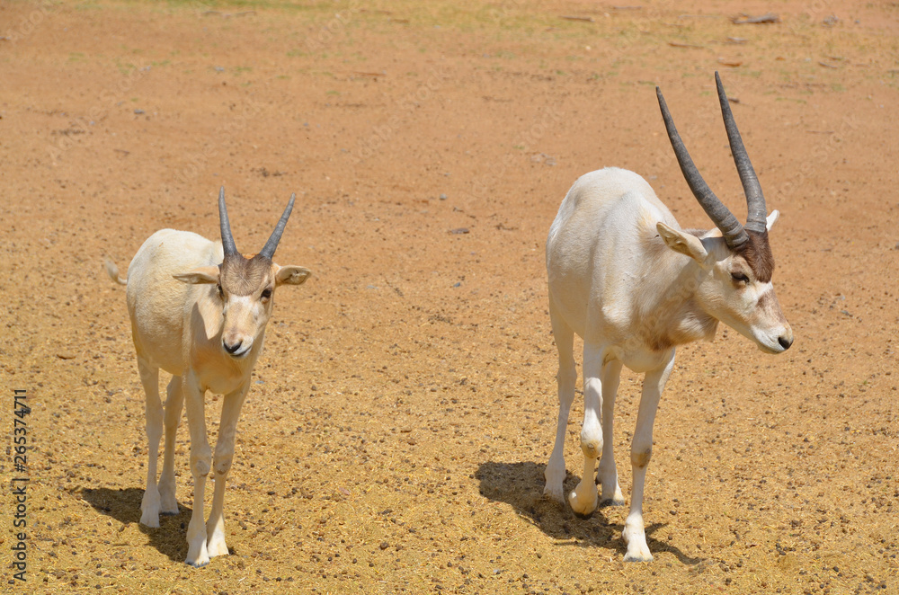 addax (Addax nasomaculatus), also known as the white antelope and the ...
