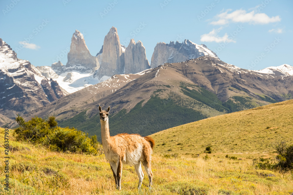 A Vicuna (Vicugna vicugna) is standing in front of a beautiful ...