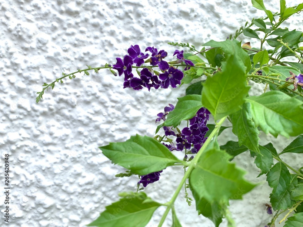 Planta y flores moradas de garbancillo Stock Photo | Adobe Stock