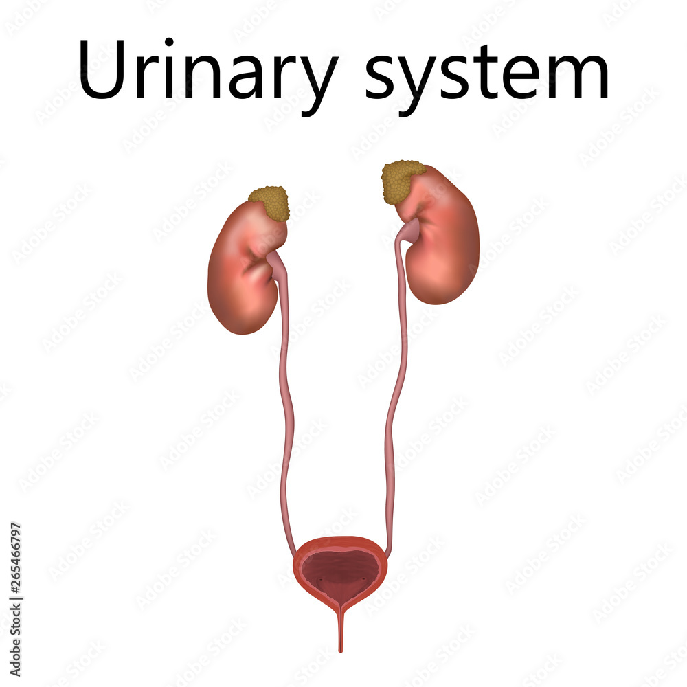 Urinary system. Kidneys, adrenal glands, ureters, bladder. Realistic ...