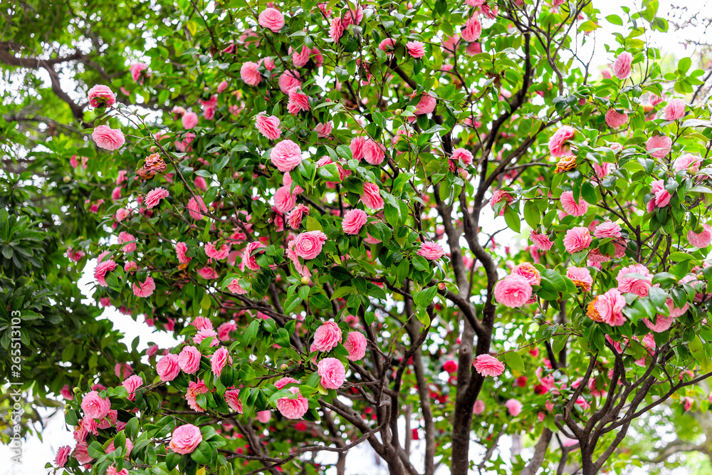 Camellia japonica Japanese pink flowers on tree in Japan in spring in ...