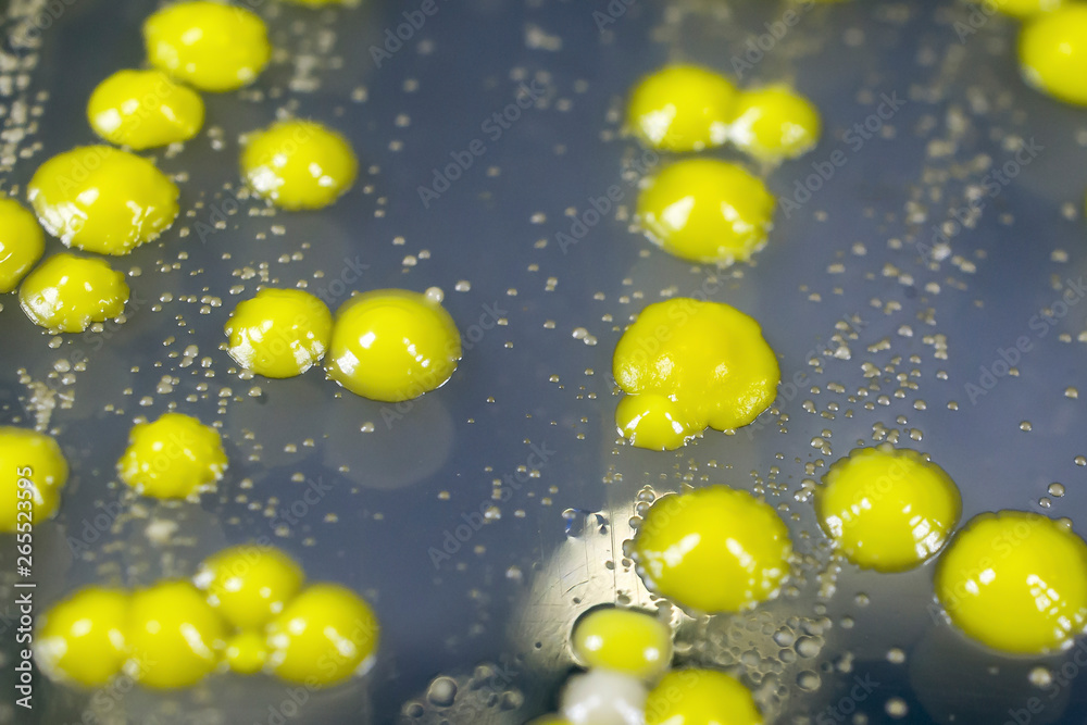 Ilustração Bacteria grown from skin smear, colonies of Micrococcus ...