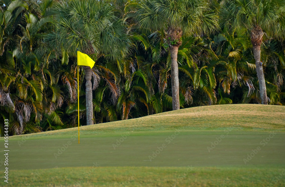 Palm trees growing by golf course Stock Photo | Adobe Stock